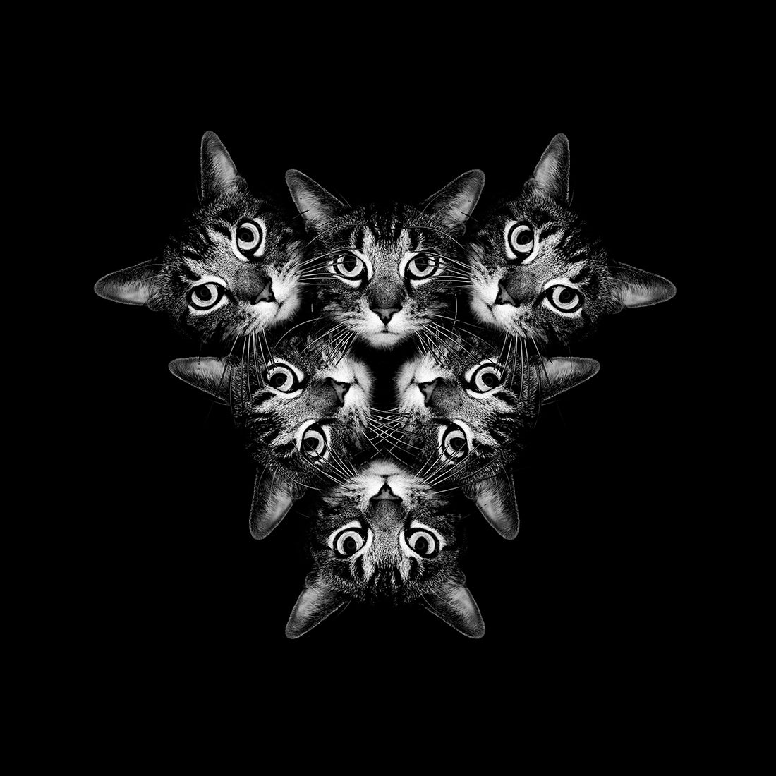 CAT BURST – felinitee